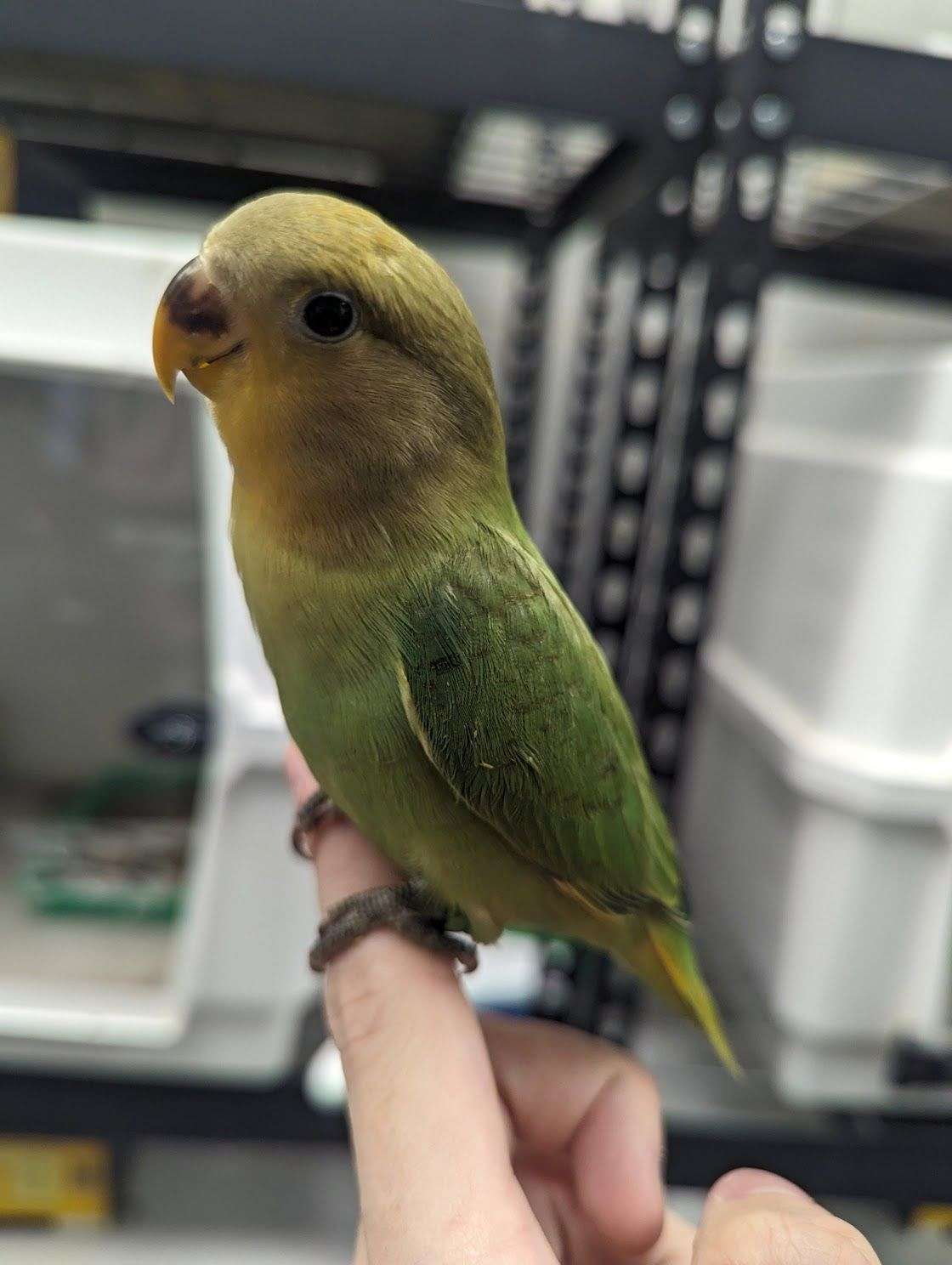 Peach Faced Lovebird