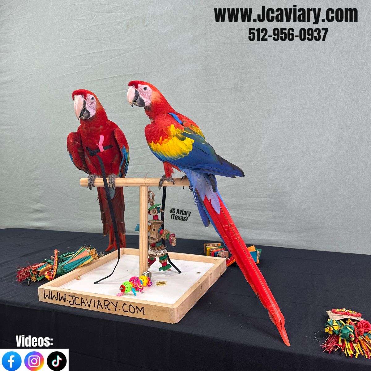 Scarlet macaw babies