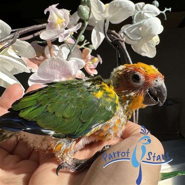 Baby Sun Conure available at Parrot Stars!