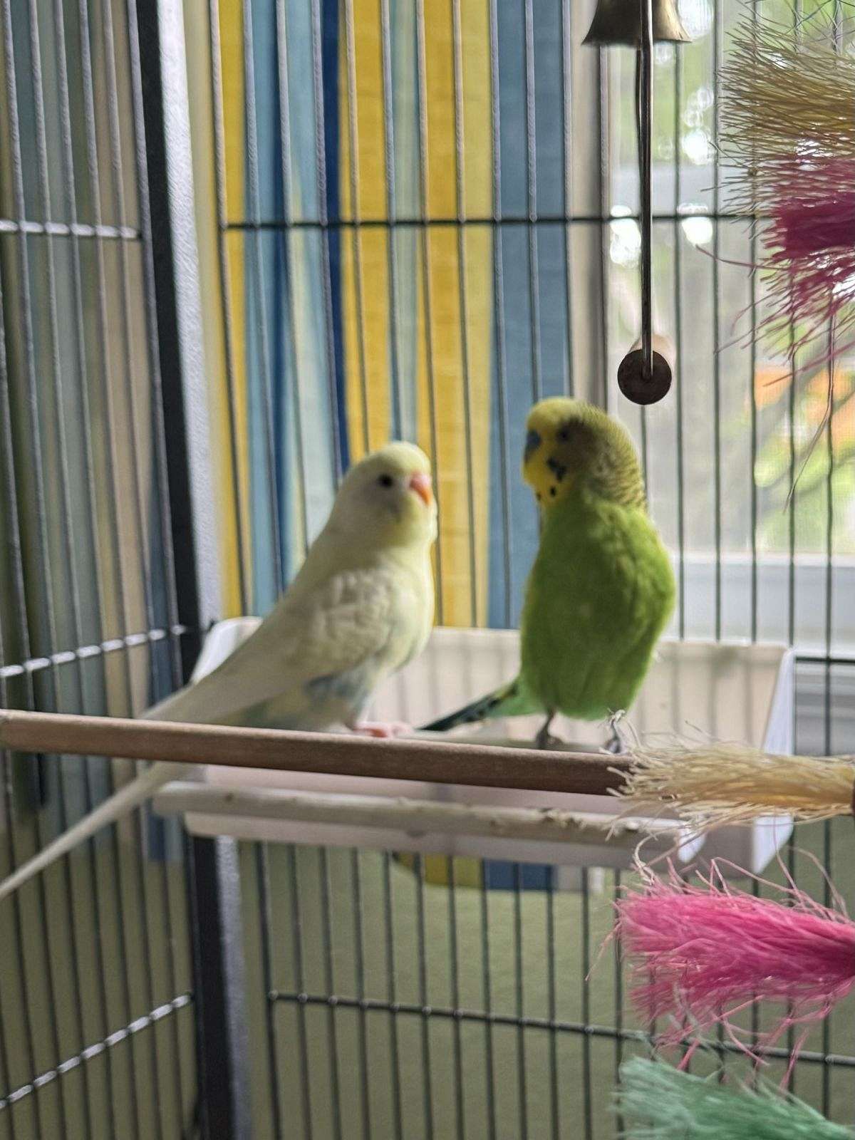 Parakeets