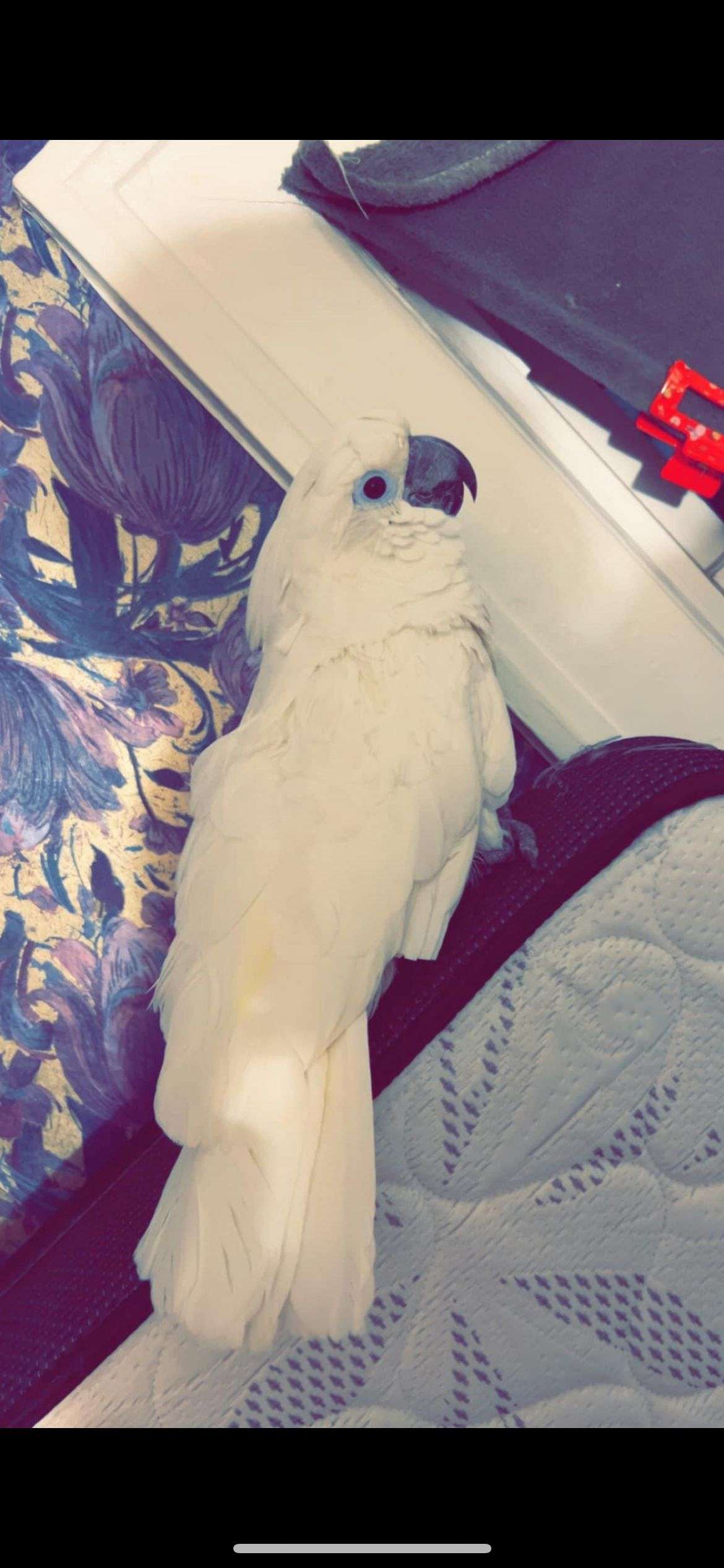 Umbrella cockatoo