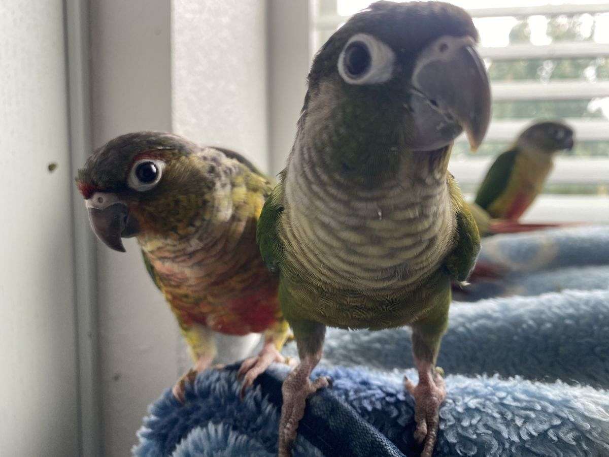 Green cheek conures