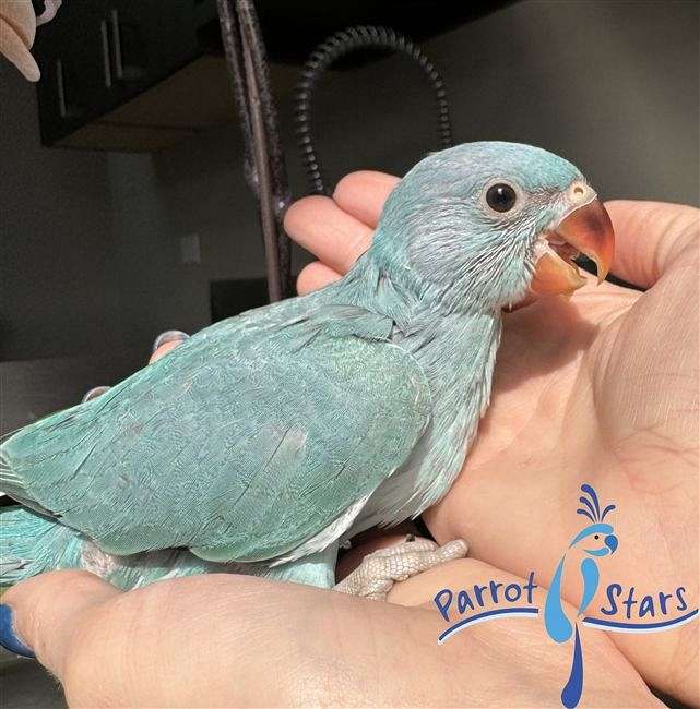 Baby Blue Turquoise Indian Ringneck Parakeet available at Parrot Stars!