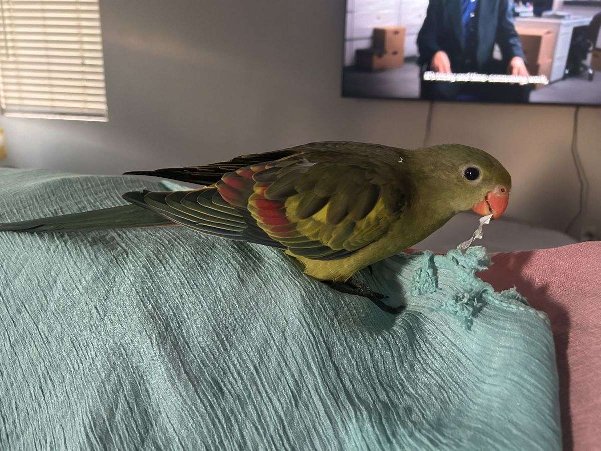Regent Parrot aka Rock Pebbler for Sale