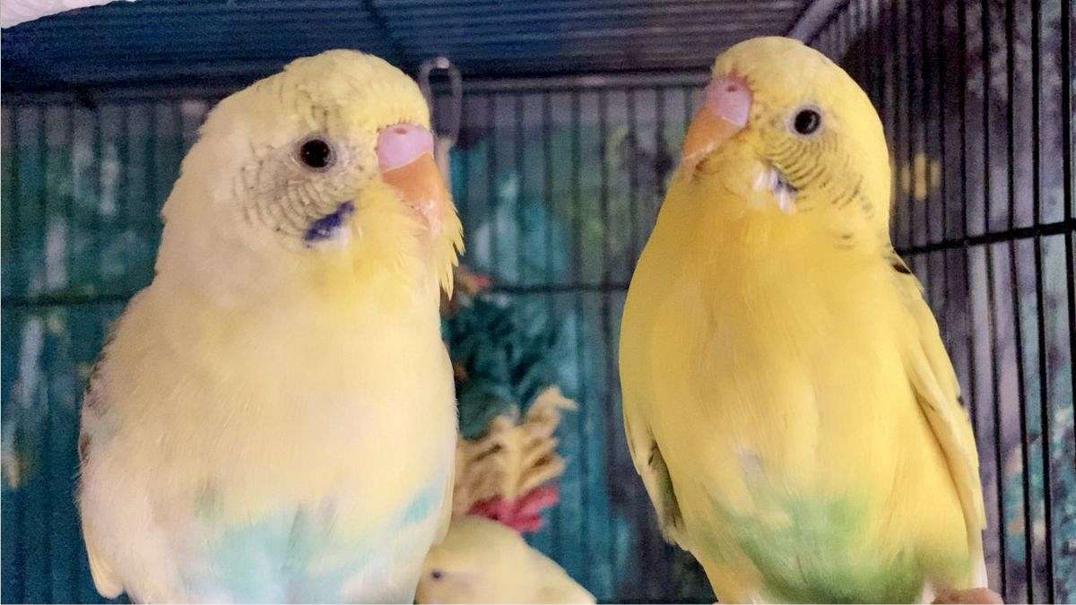 Sweet Tame Budgies, Parakeets