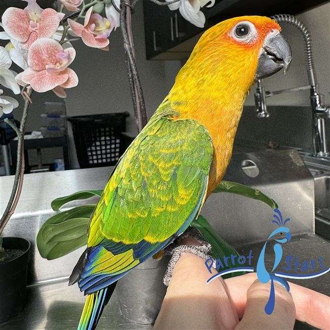 Jenday Conure Baby Available at Parrot Stars!