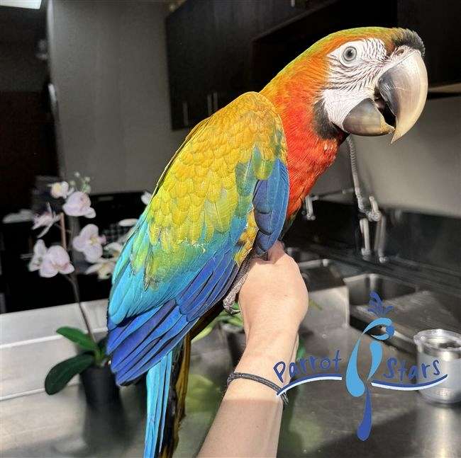 Baby Camelot Macaw available at Parrot Stars!