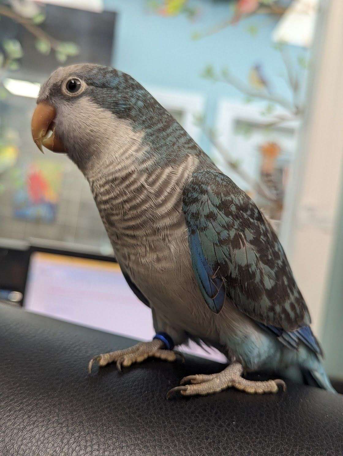 Blue Quaker