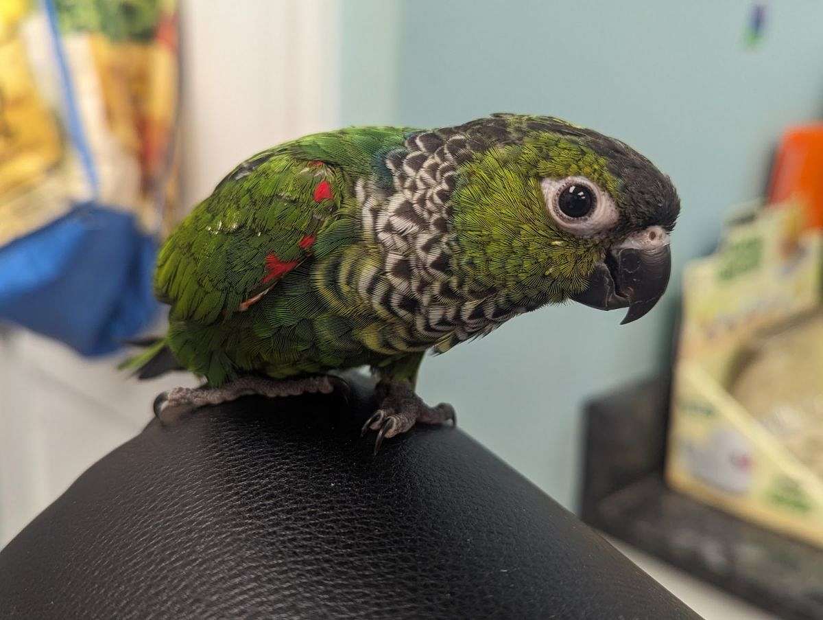 Black Capped Conure