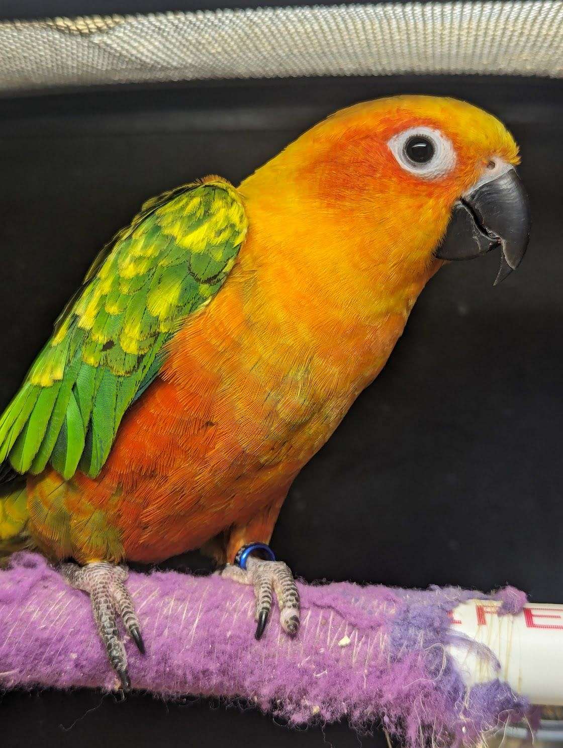 Sun Conure