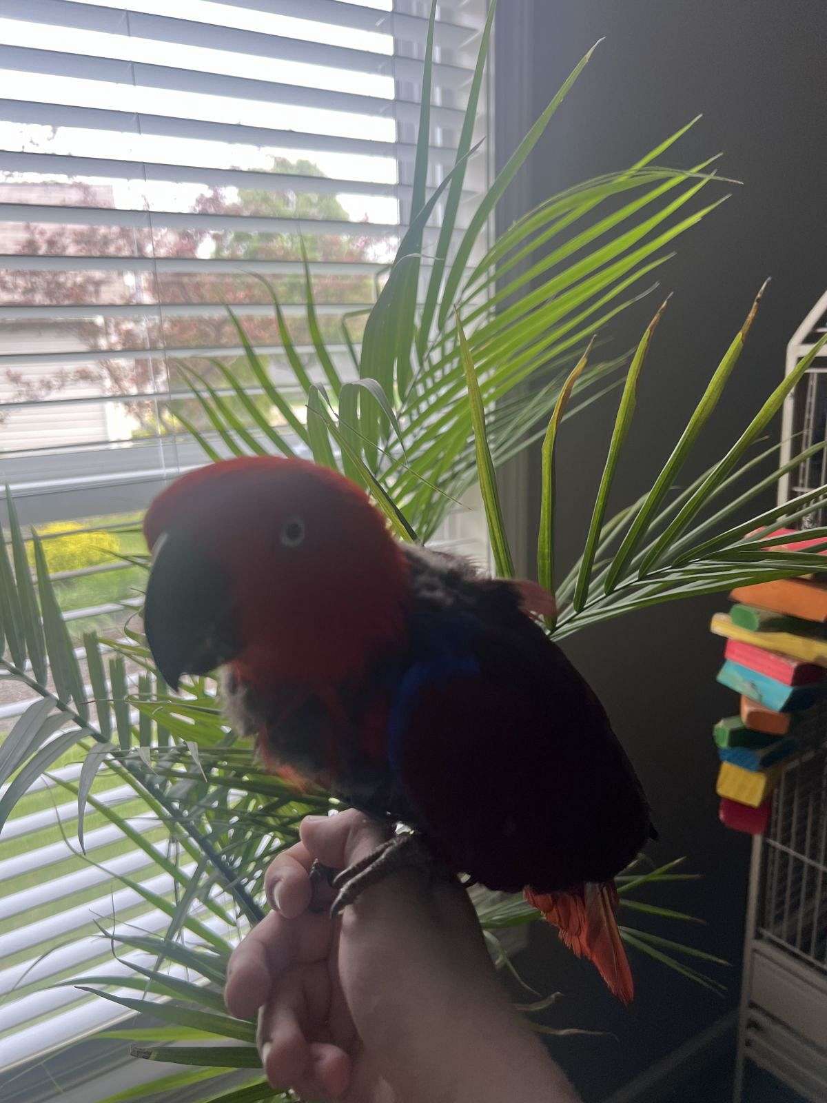 Female Eclectus