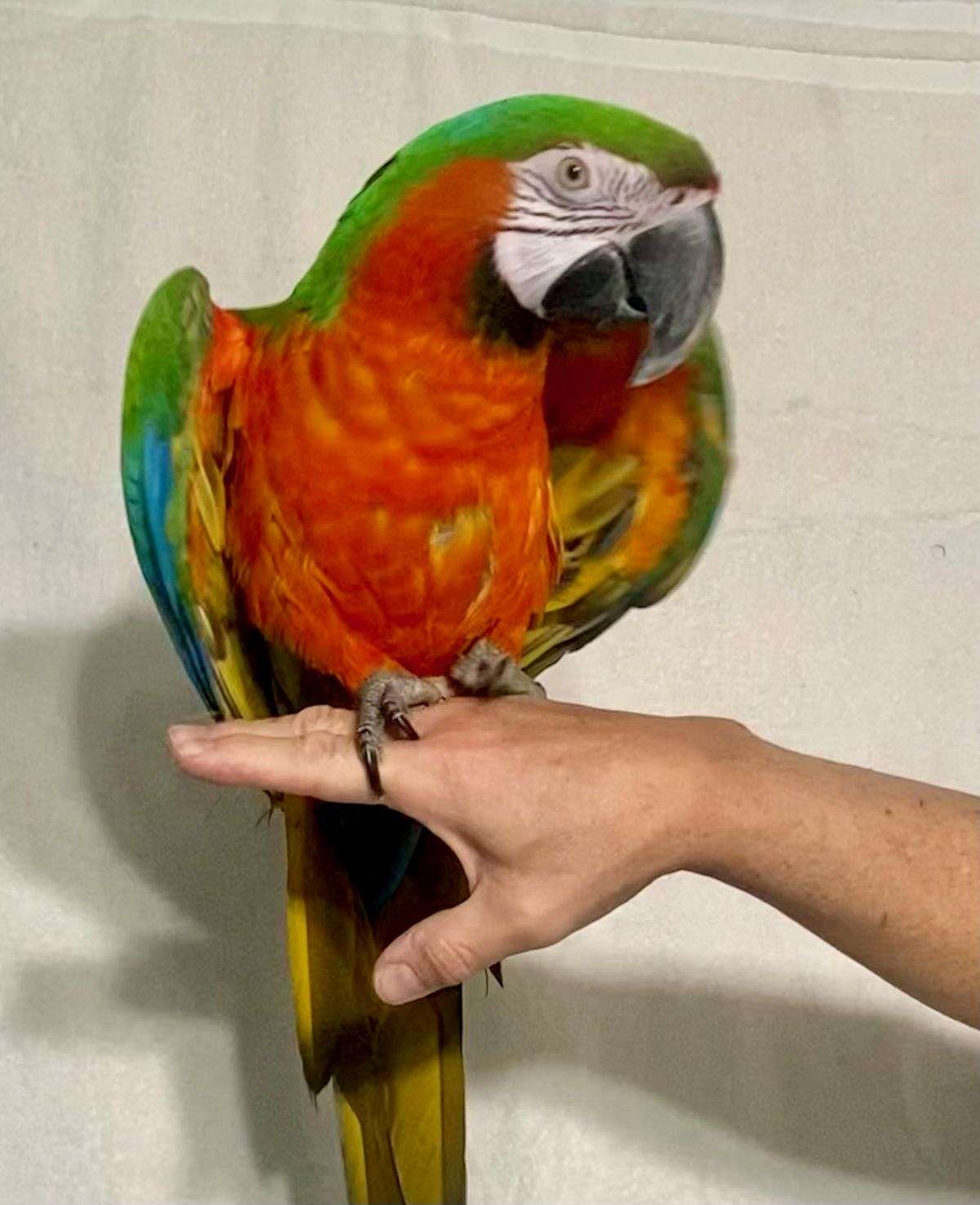 Catalina Macaw