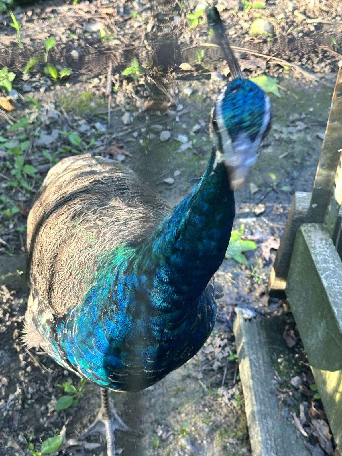 Peacocks