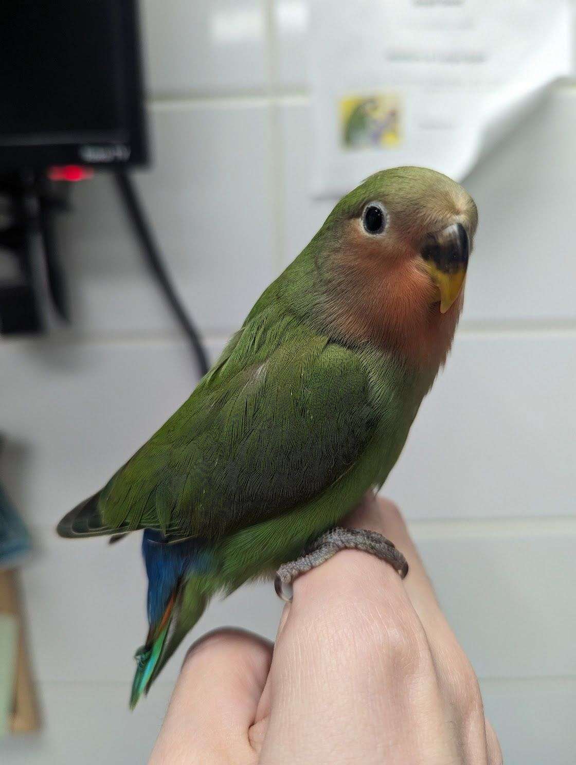 Peach Faced Lovebird