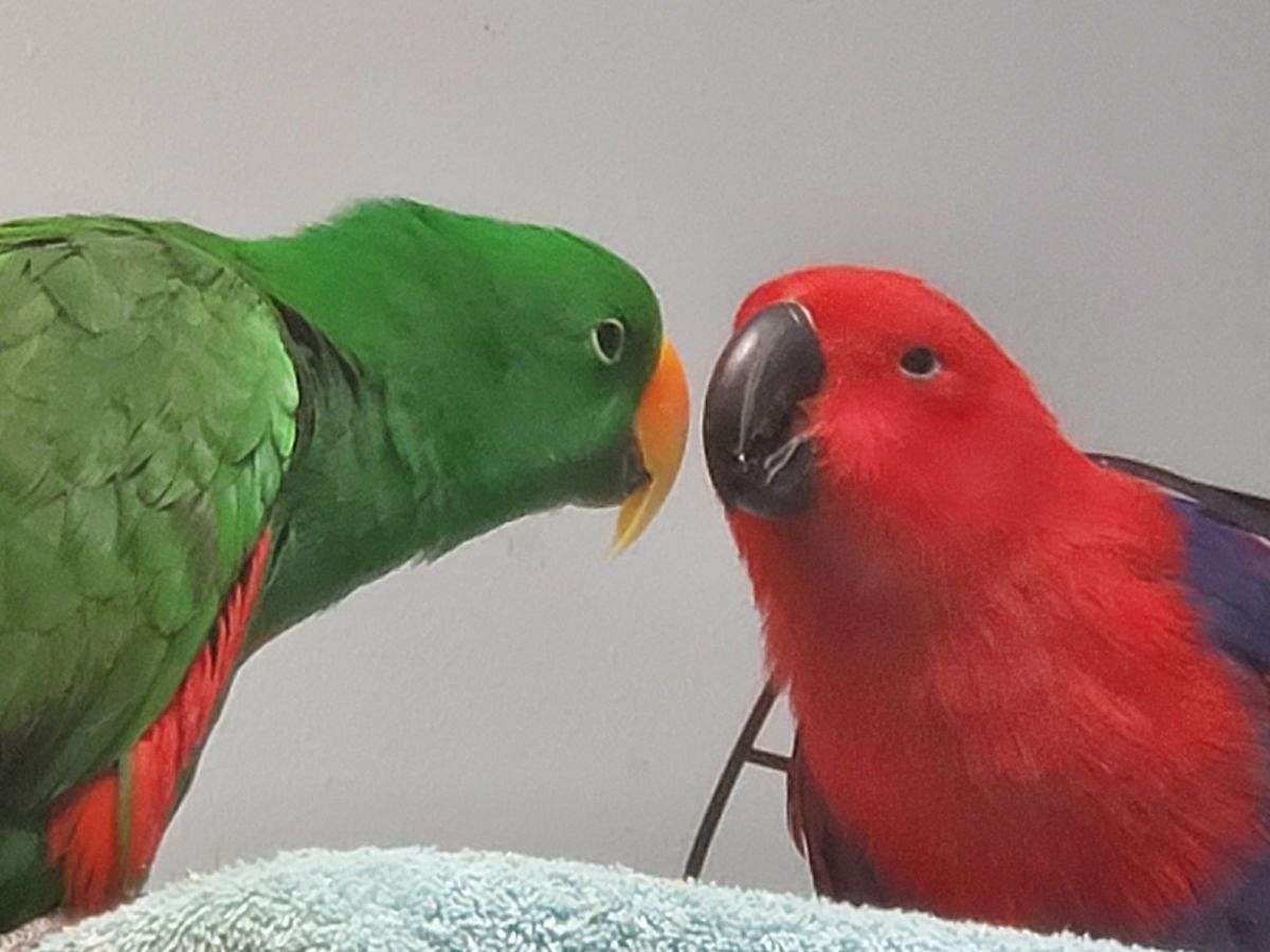 Pair of Red-Sided Eclectus