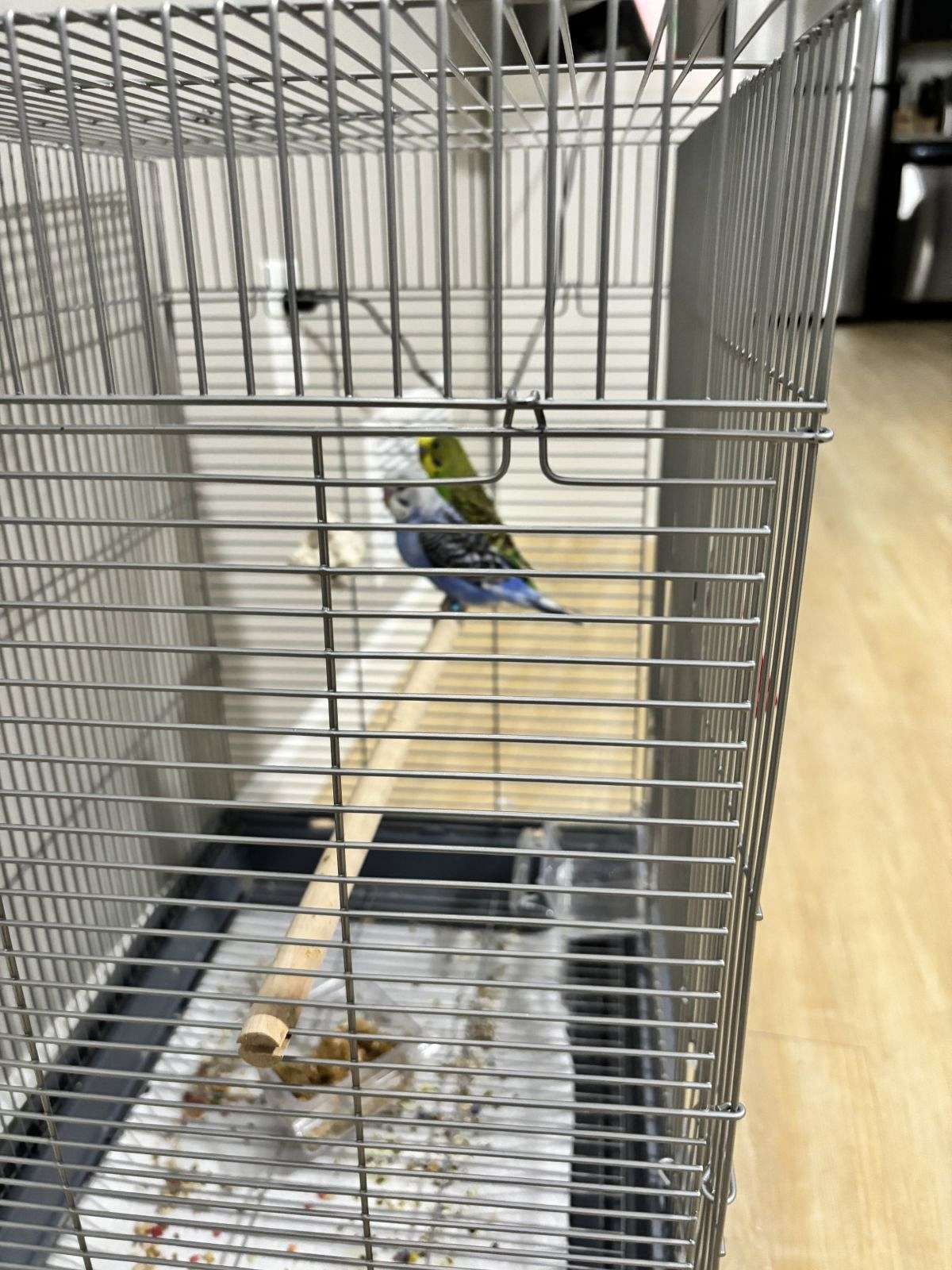 Two parakeets with cage