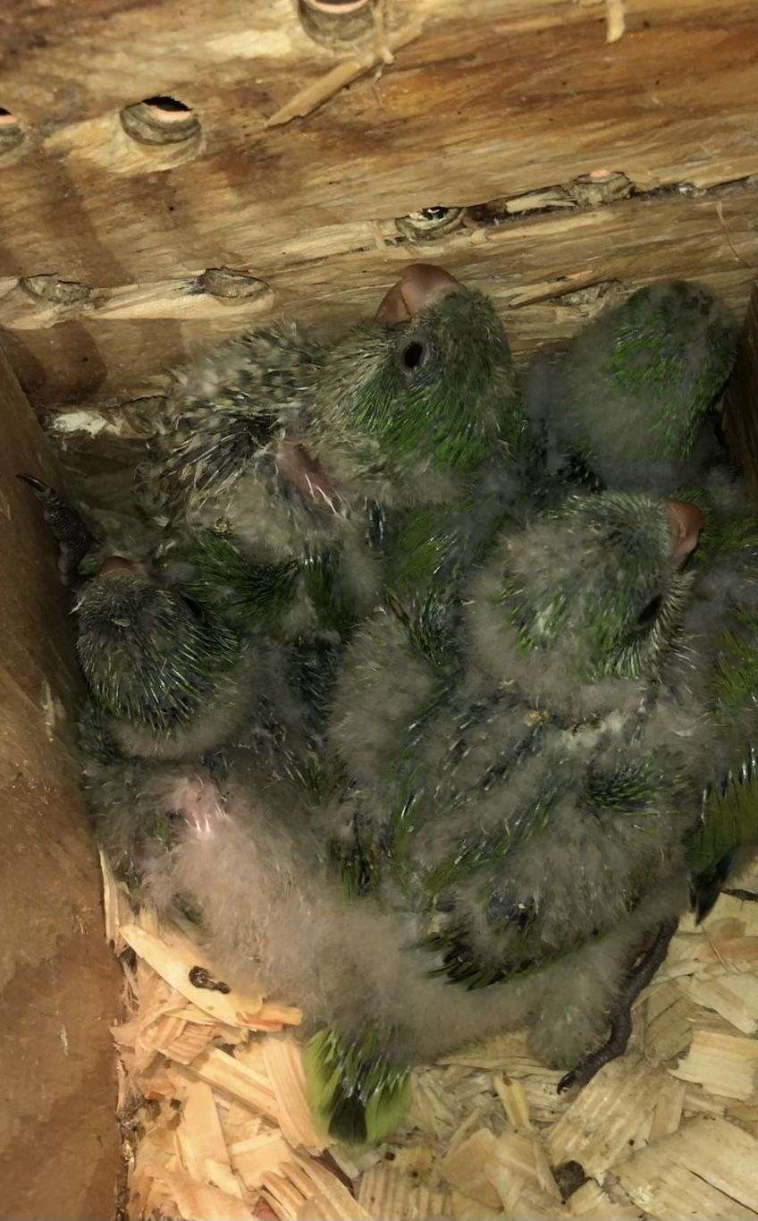 Baby Quaker
