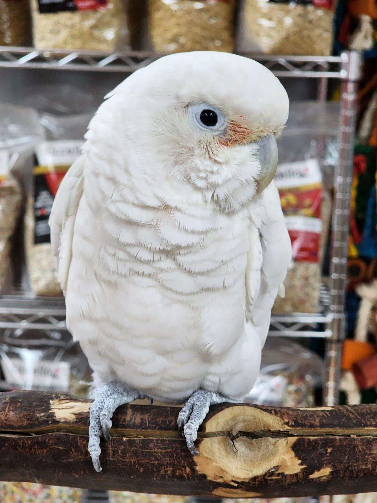Goffin Cockatoo