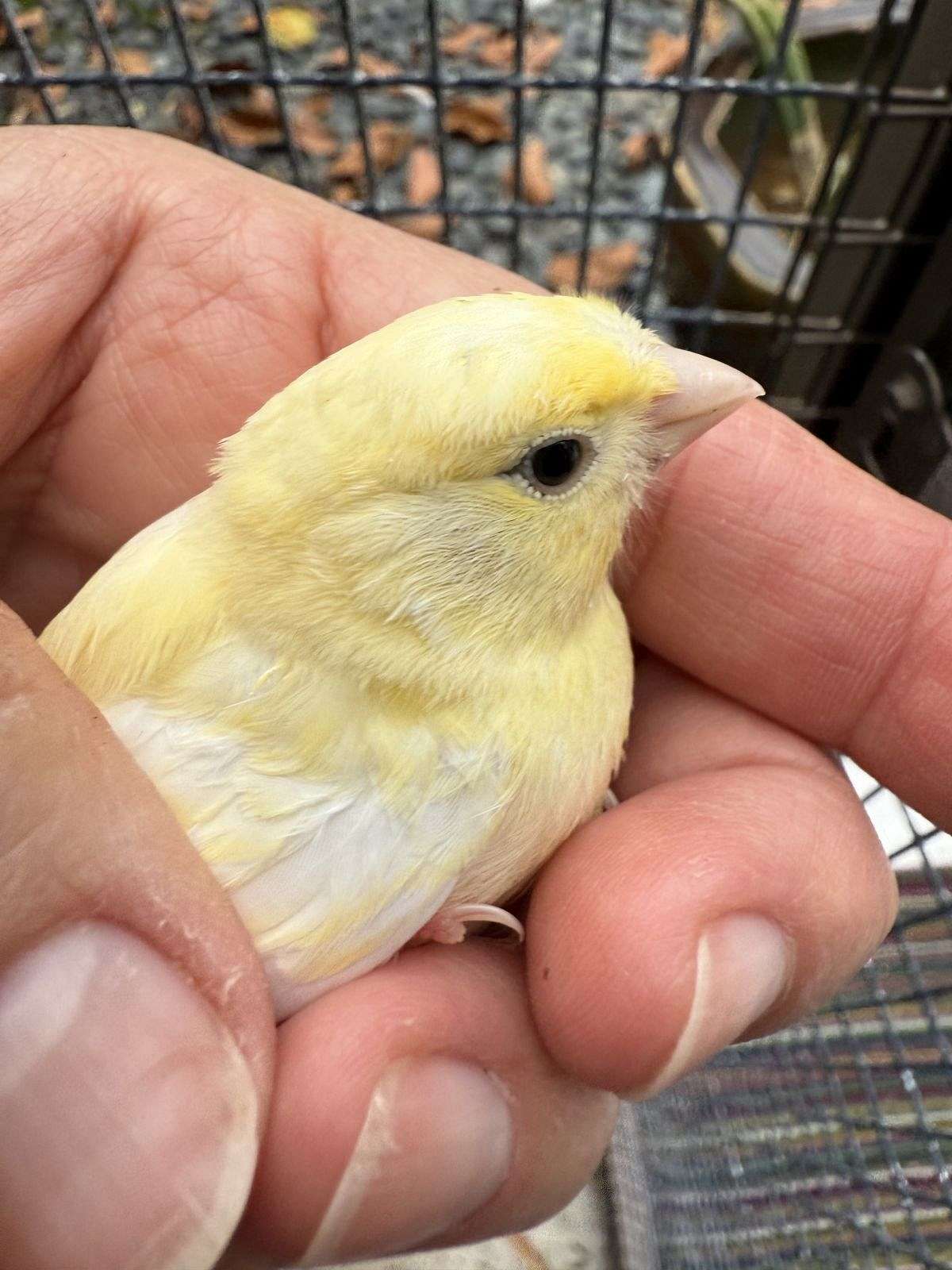 Crested Canary
