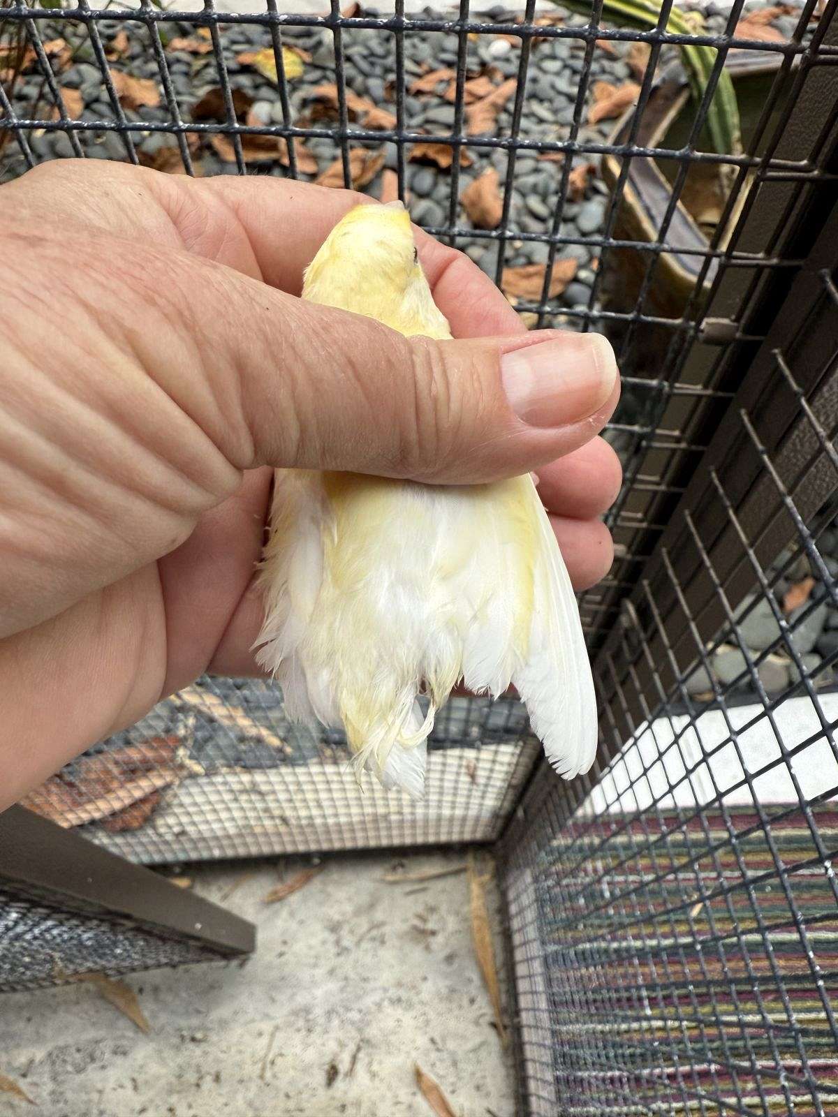 Crested Canary