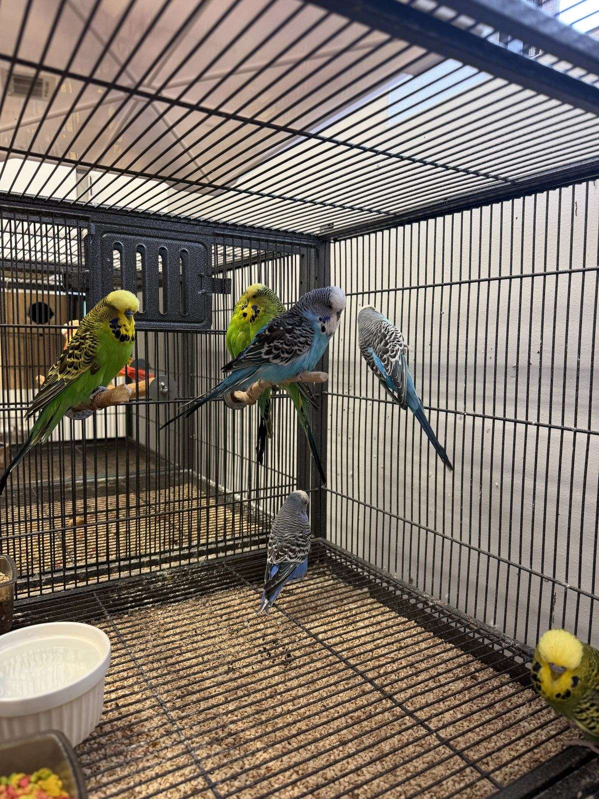 English Budgies Parakeet