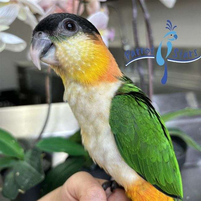 Baby Black Headed Caique available at Parrot Stars!