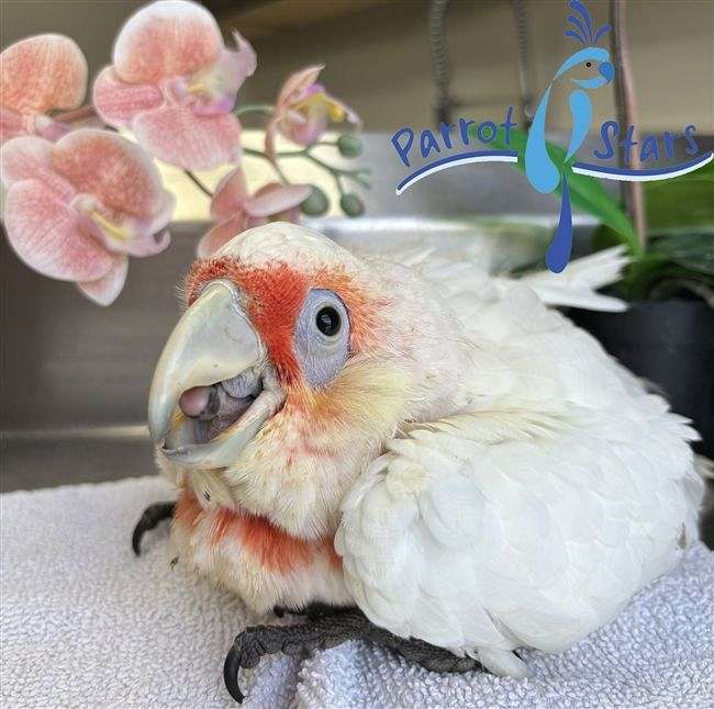 Baby Slender-Billed Cockatoo available at Parrot Stars!
