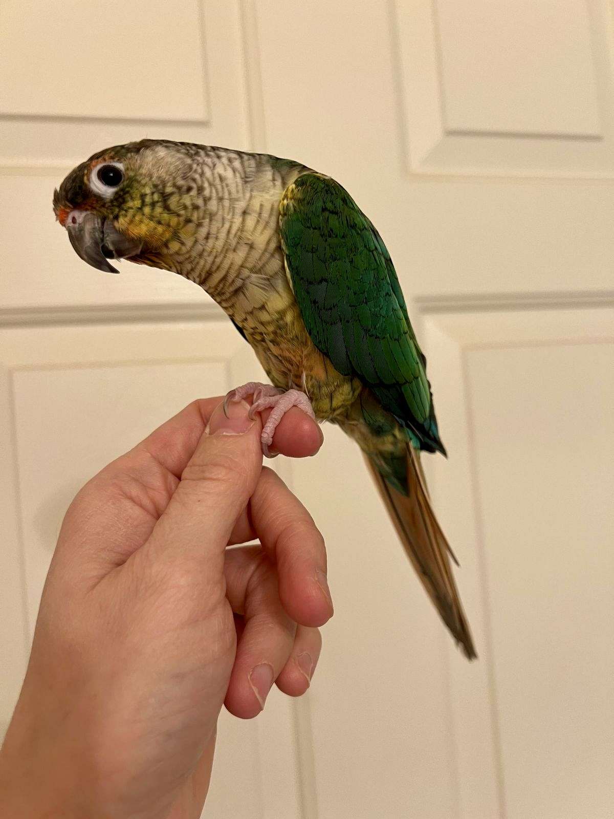Turquoise yellow sided green cheek conure