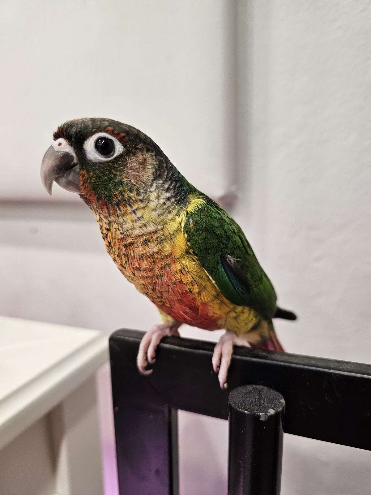 Yellow side conure