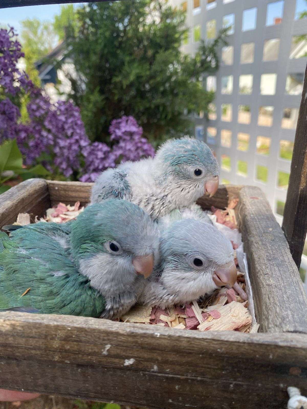 Babies Quaker parrots