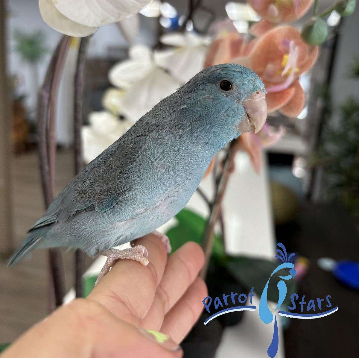 Baby Blue Parrotlet Available at Parrot Stars!
