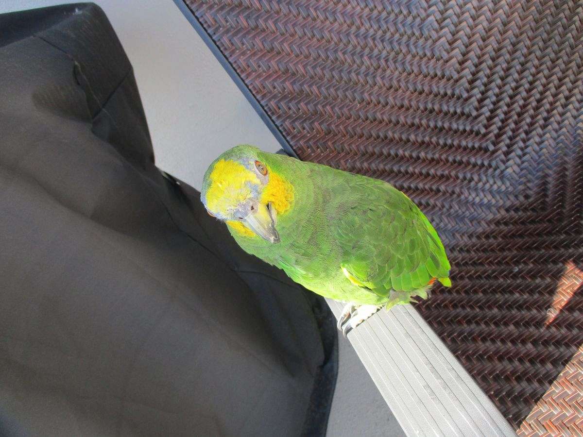 Tobie Orange Winged Amazon (mostly green with orange eyes)