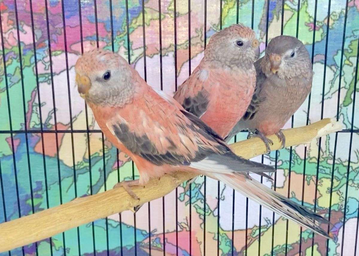 Handfed Baby Rosy Bourke - *Discounted*