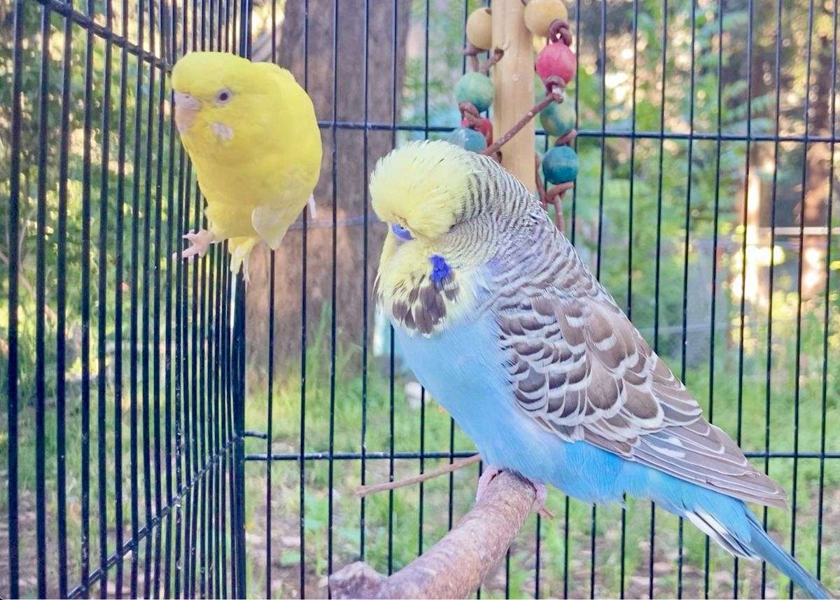 English Budgie Male and American Budgie Female