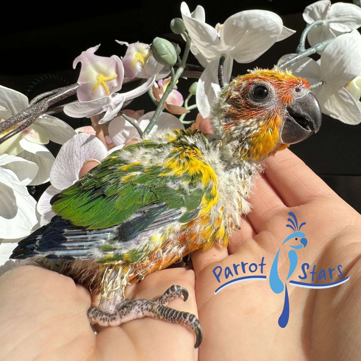 Baby Sun Conure Available at Parrot Stars!
