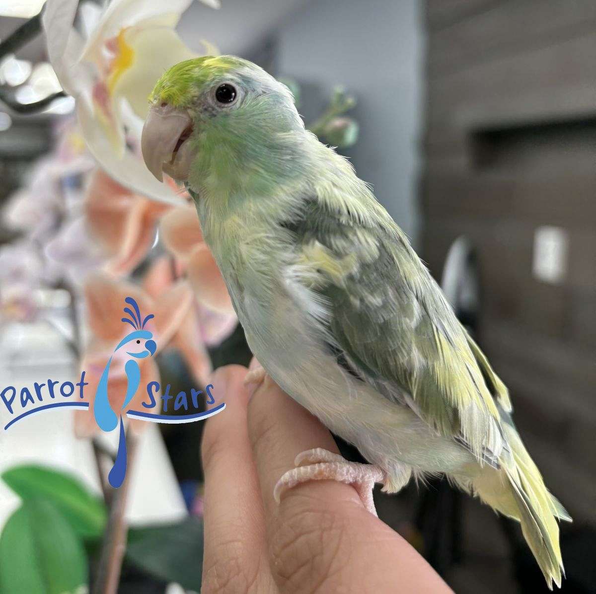 Baby Turquoise Pied Parrotlet Available at Parrot Stars!