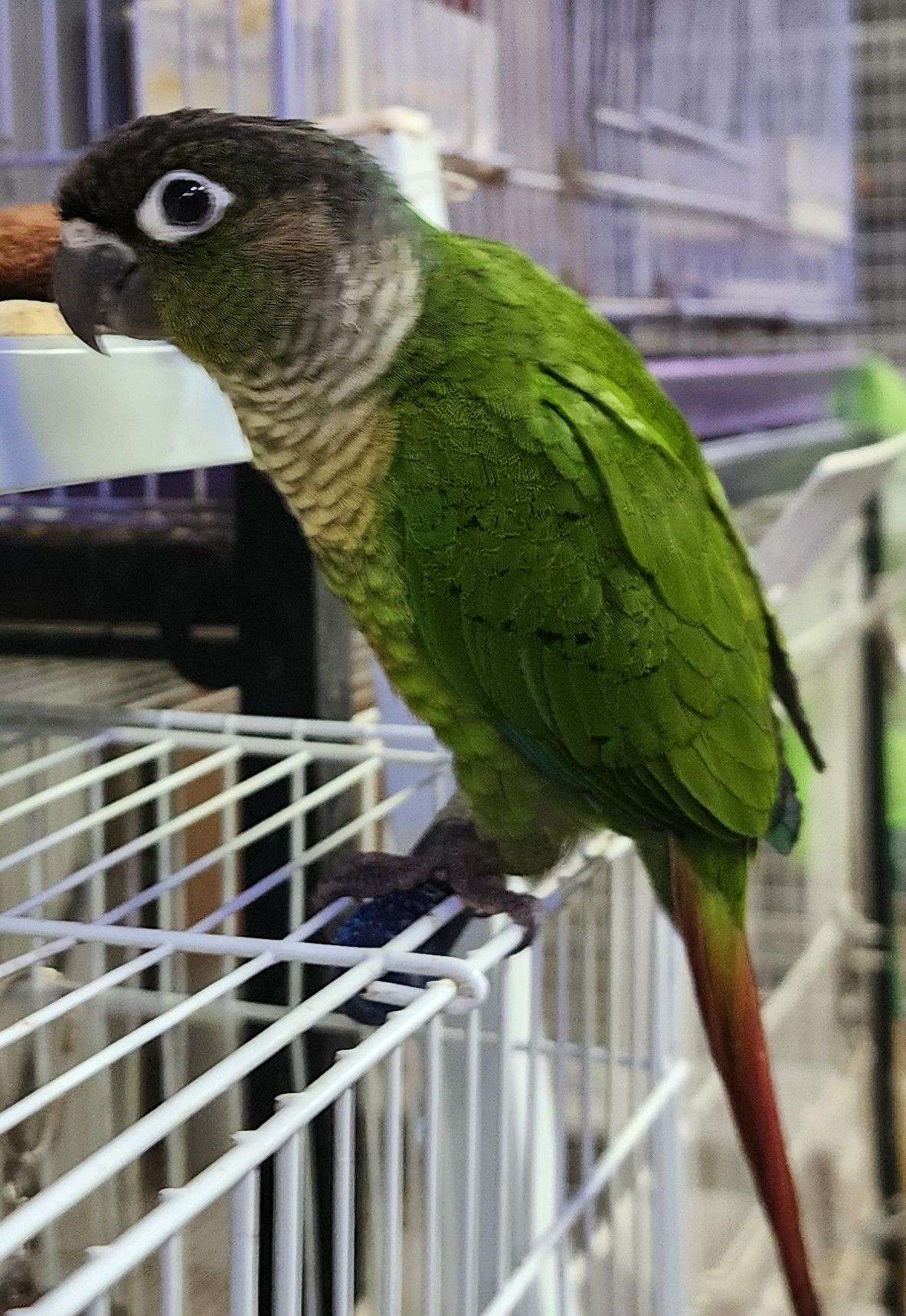 Normal Green Cheek Conure SOLD