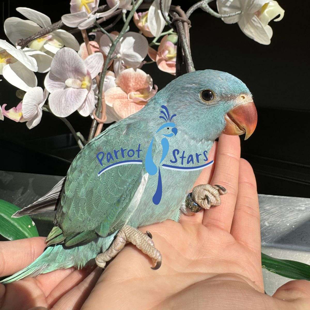 Baby Blue Turquoise Indian Ringneck Available at Parrot Stars!