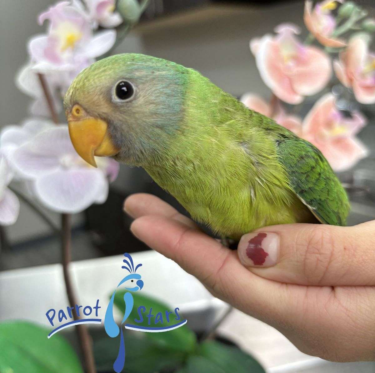 Baby Plum Headed Parakeet Available at Parrot Stars!