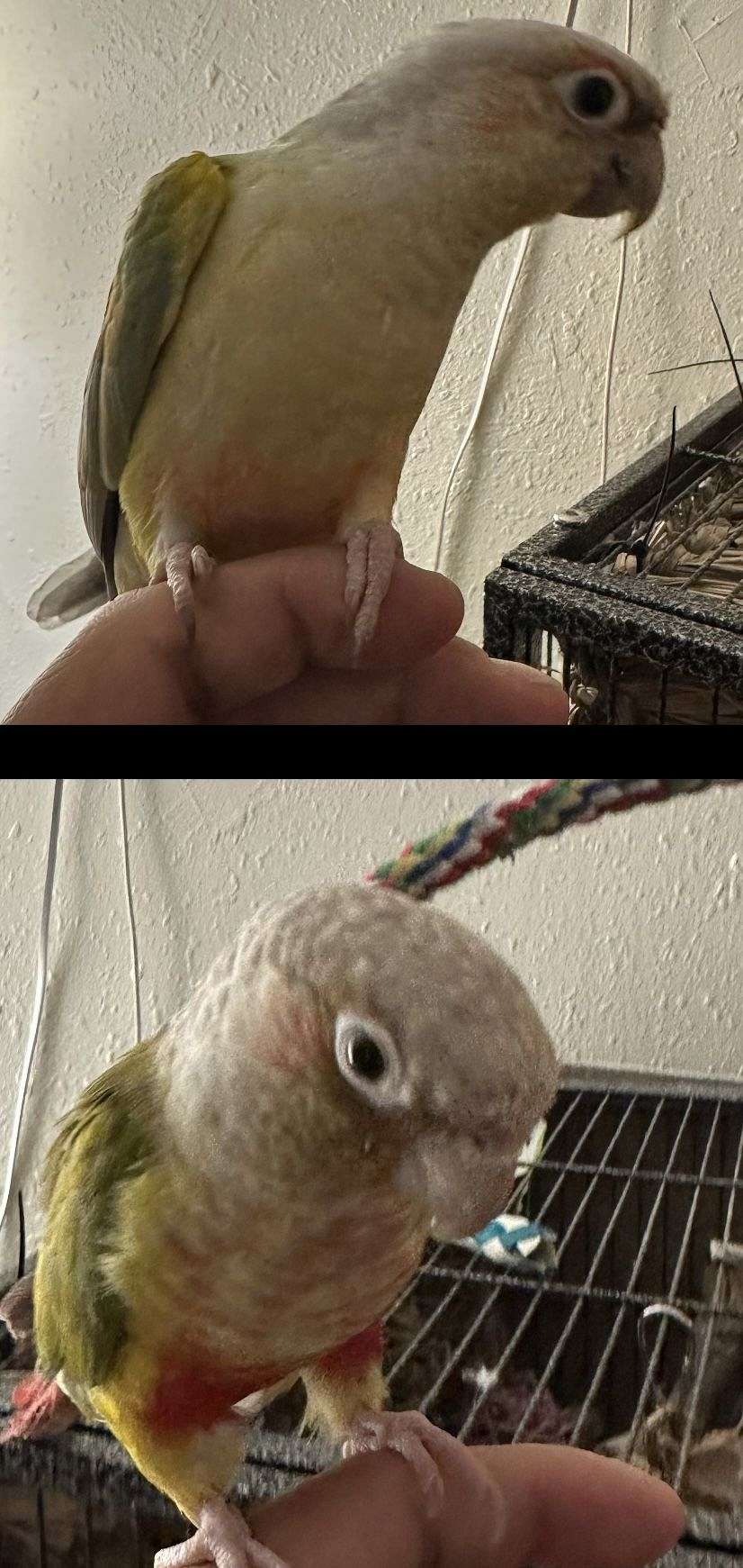 Bonded Green Cheek Conures