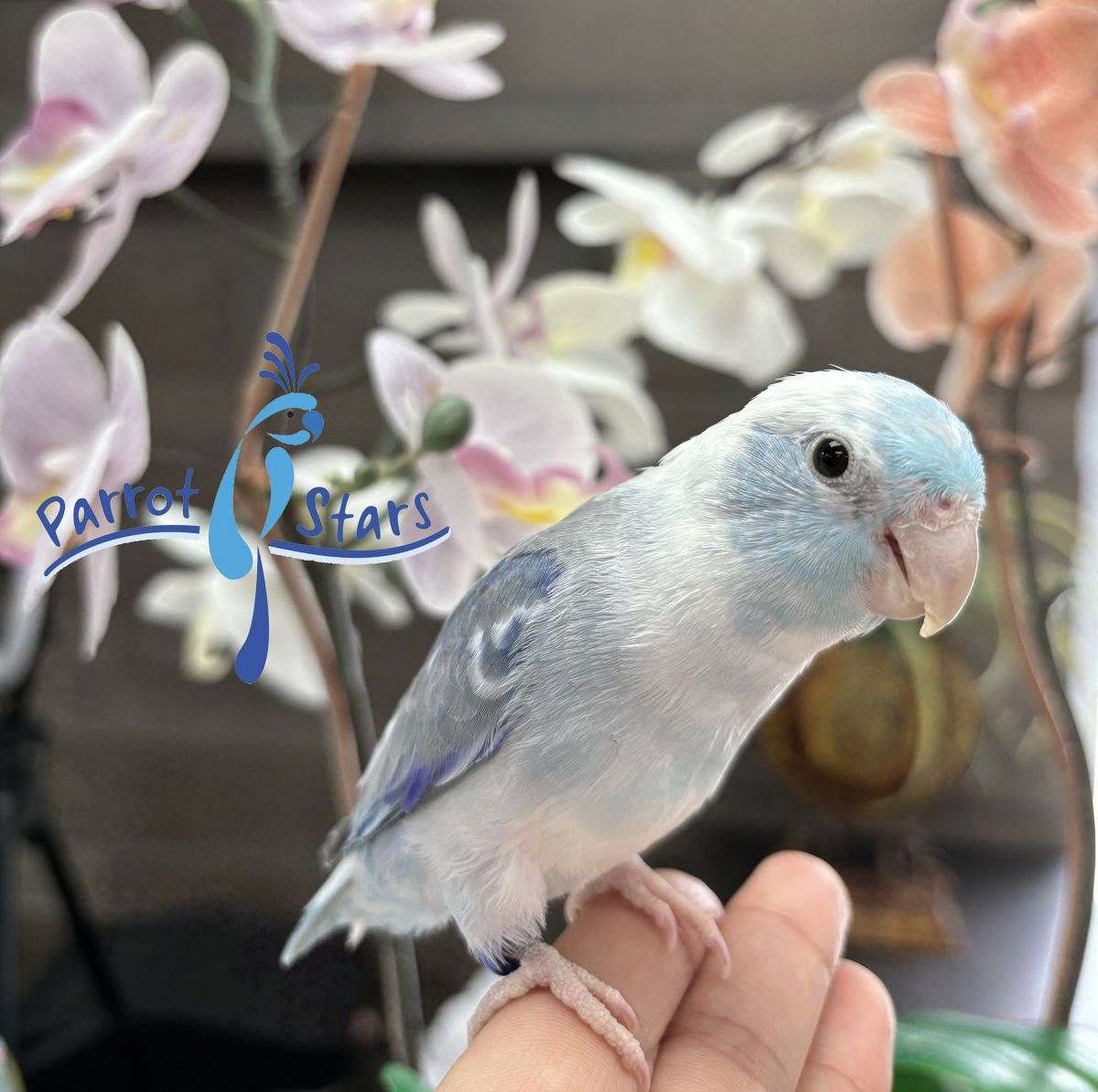 Baby Blue Pied Parrotlet Available at Parrot Stars!