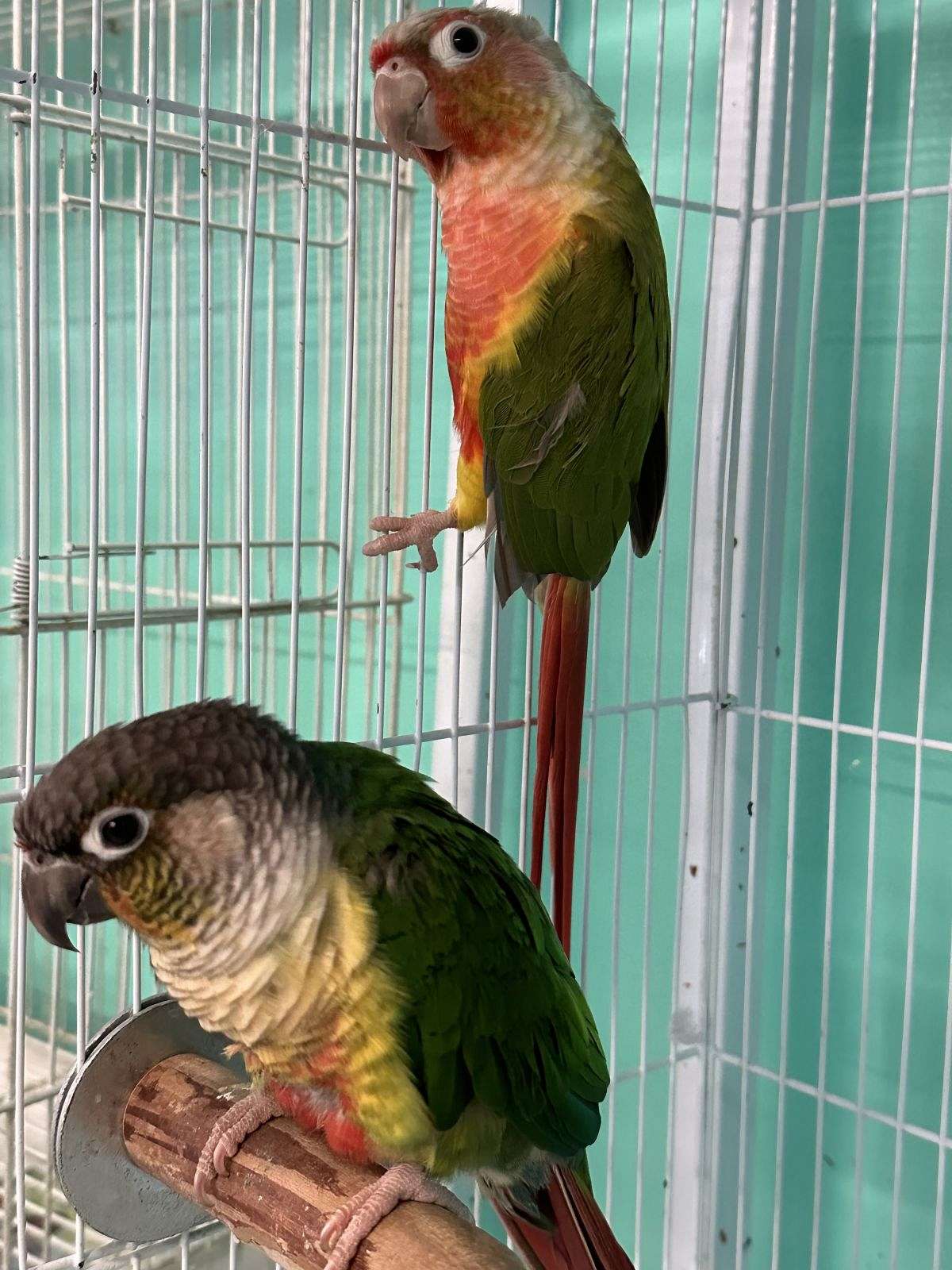 Conures