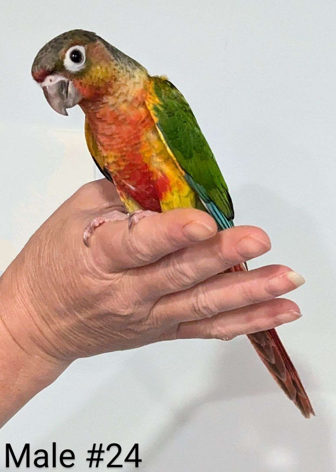Green Cheek