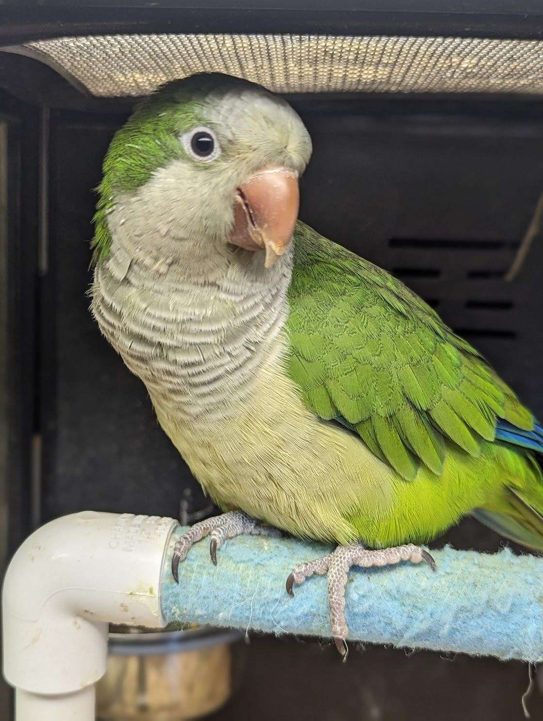 Green Quaker