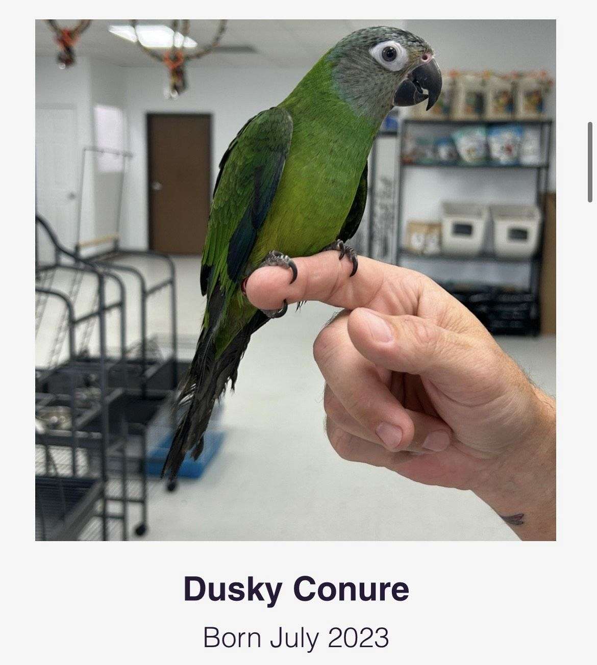 Dusky Conure
