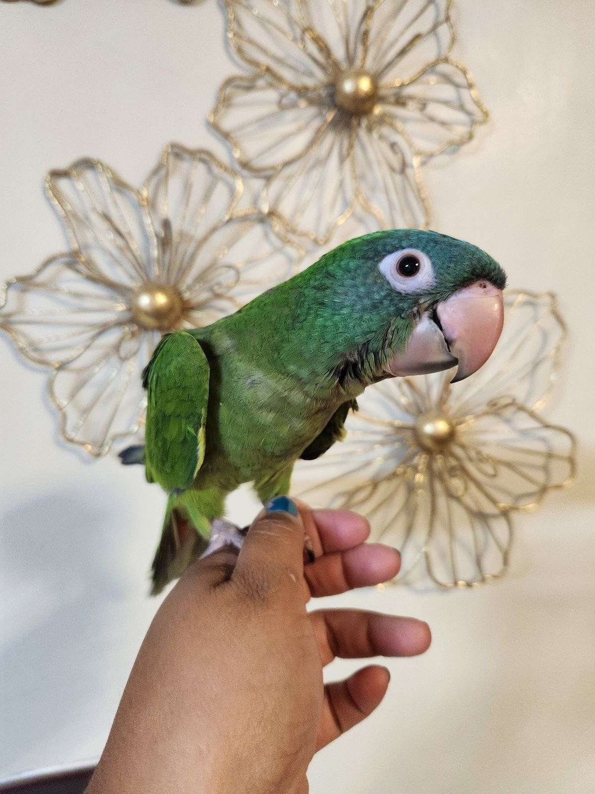 Blue Crown Conure