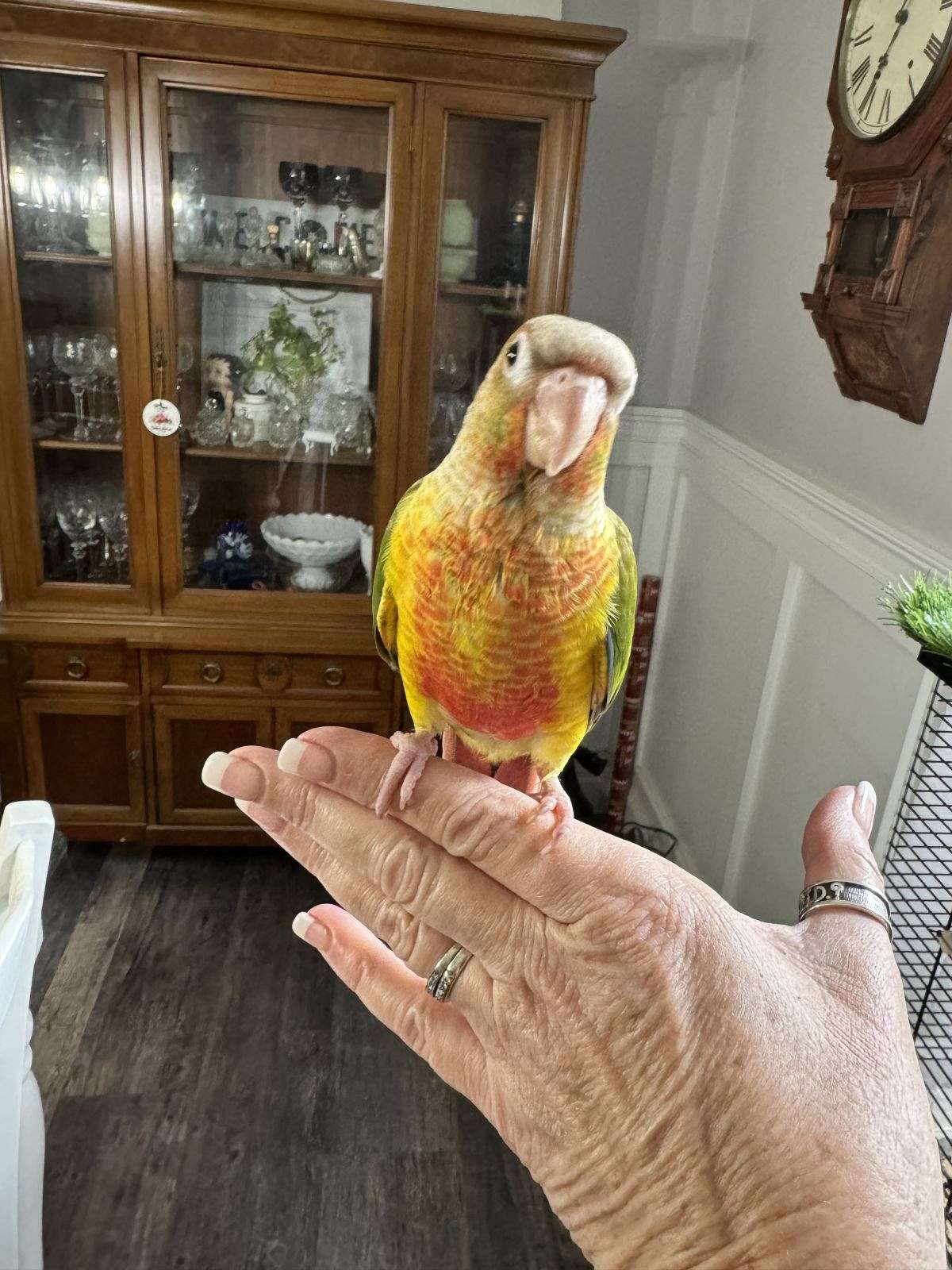 Pineapple green cheek conure
