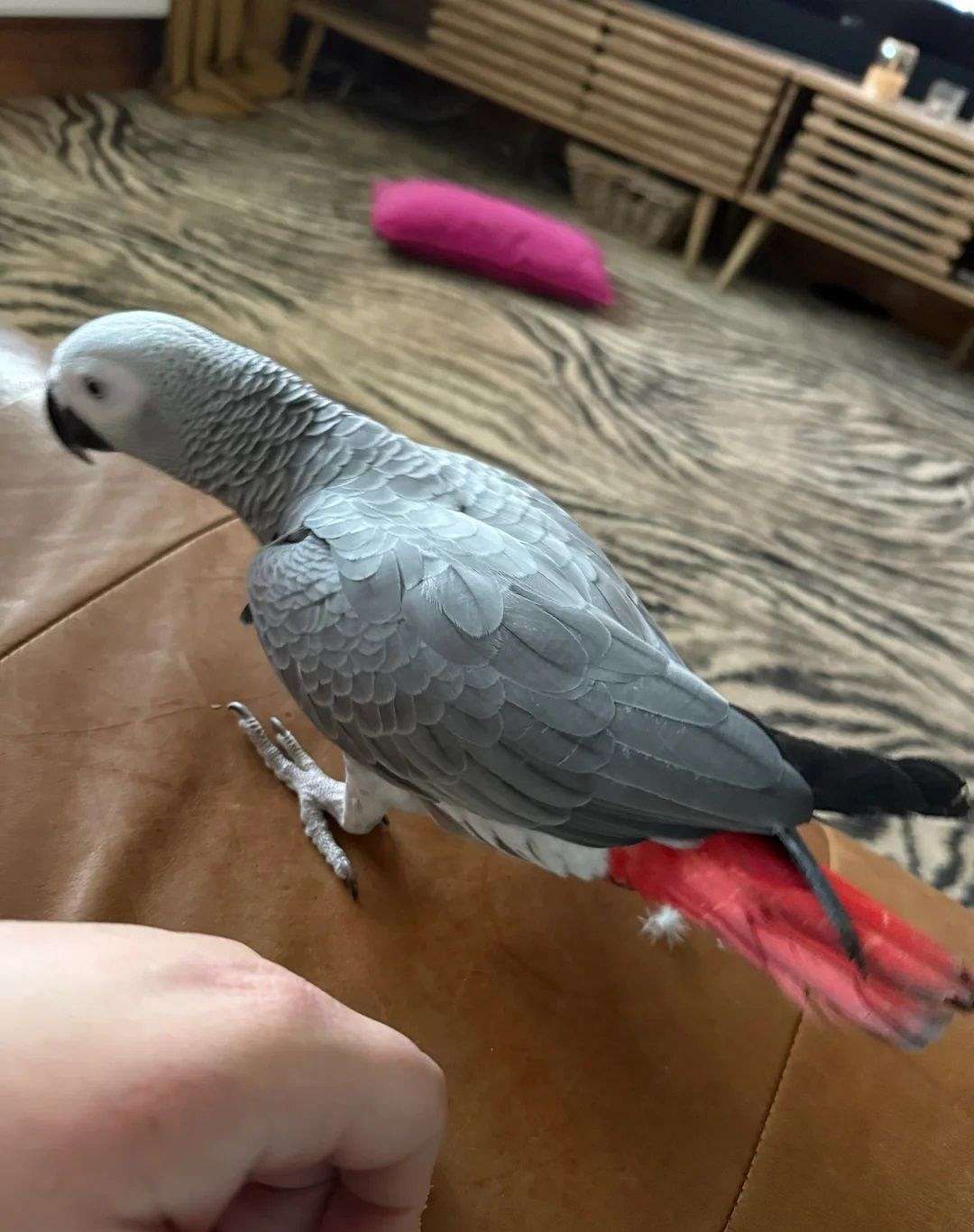 Beautiful African Grey