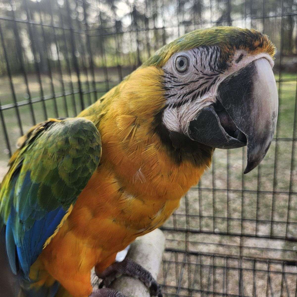 Macaw