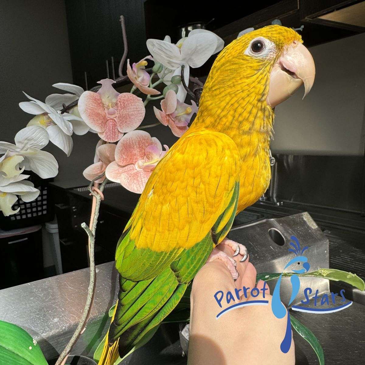 Baby Golden Conure Available at Parrot Stars!